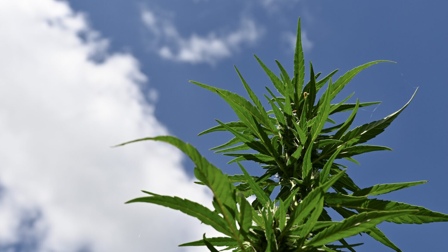 Artificial Intelligence in Hemp Growing Systems - Mariposa Technology Inc.